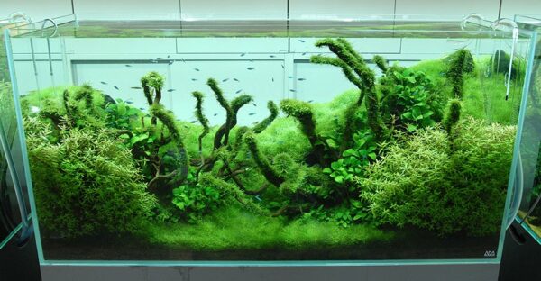 Nature Aquariums and Aquascaping Inspiration