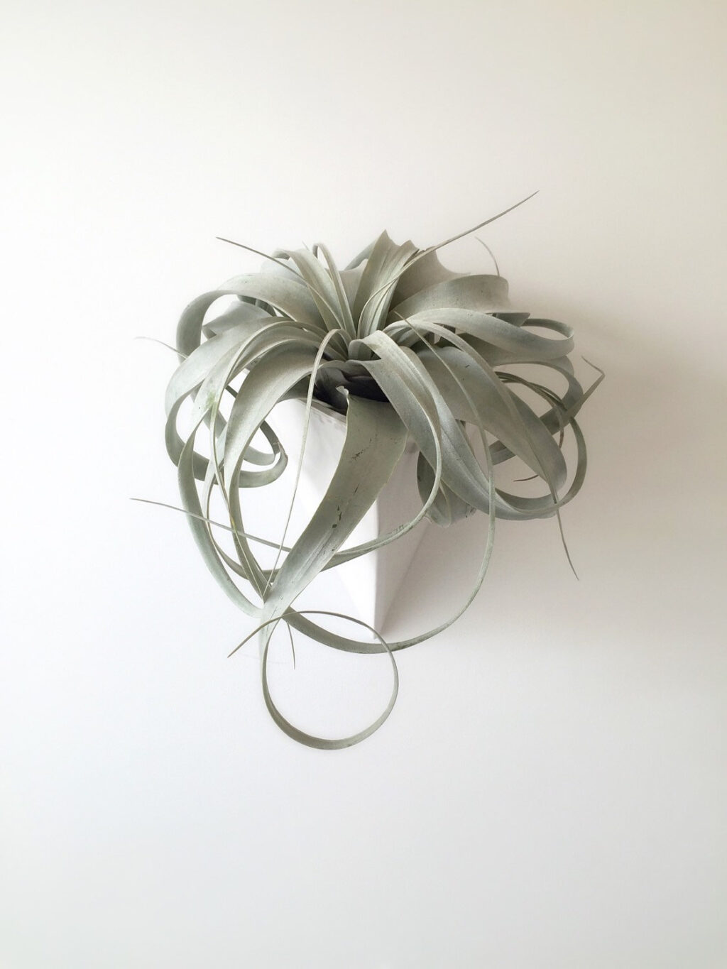 50 Unique Pots & Planters You Can Buy Right Now