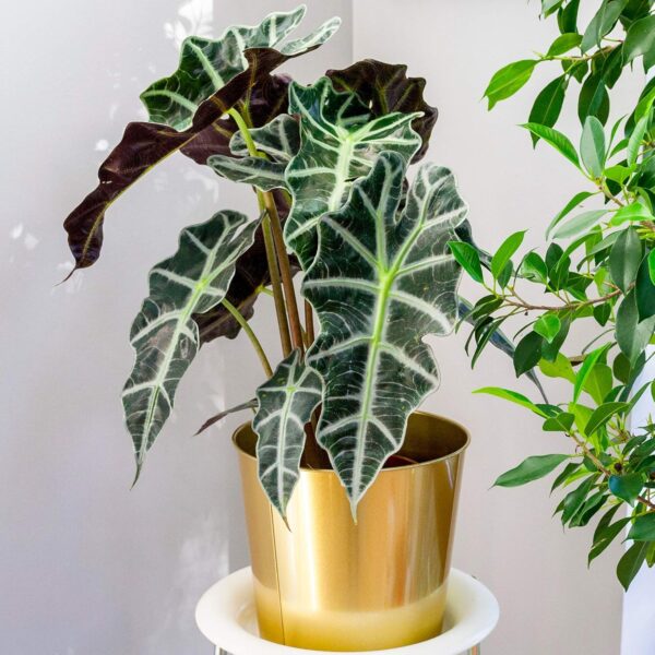 51 Beautiful Indoor House Plants That Are Also Easy To Maintain