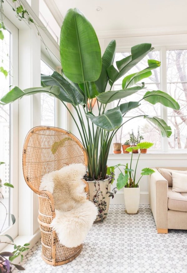 51 Beautiful Indoor House Plants That Are Also Easy To Maintain