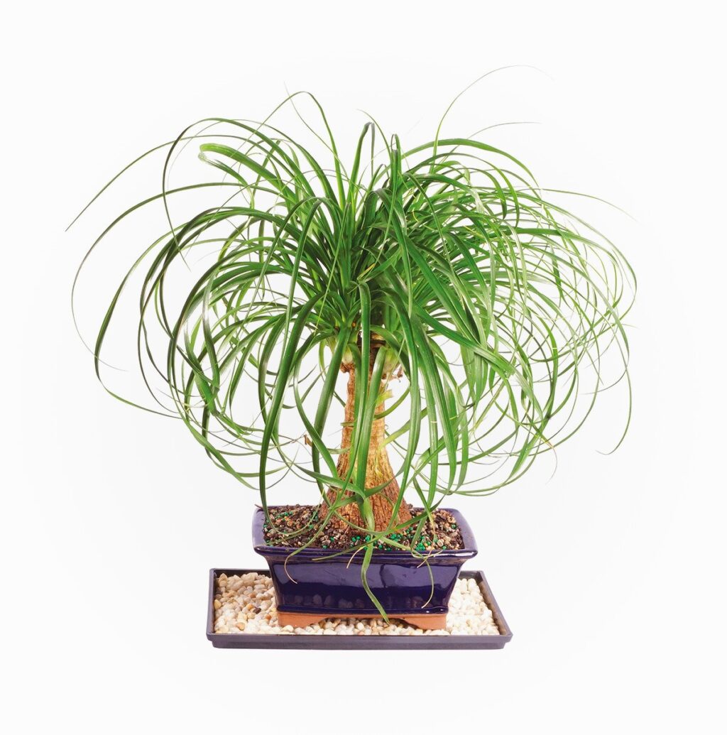 Product Of The Week: Beautiful Bonsai Trees