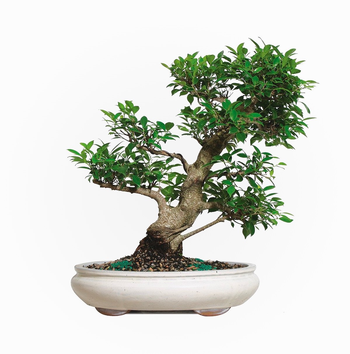 Product Of The Week: Beautiful Bonsai Trees