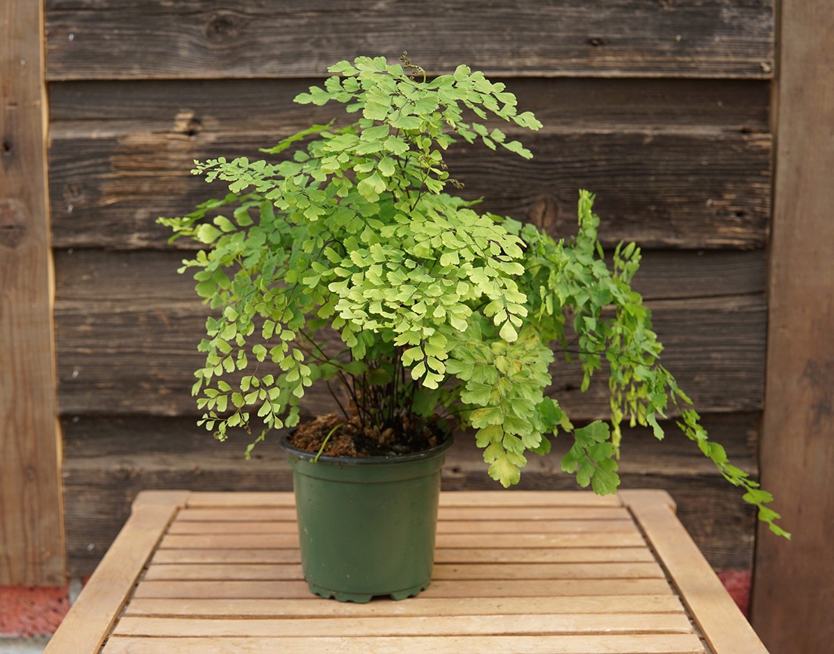 Maidenhair Fern | Interior Design Ideas
